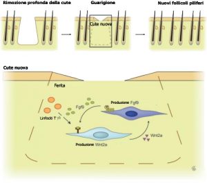 Follica: scoperto fattore chiave per rigenerare i follicoli. | Calvizie.net